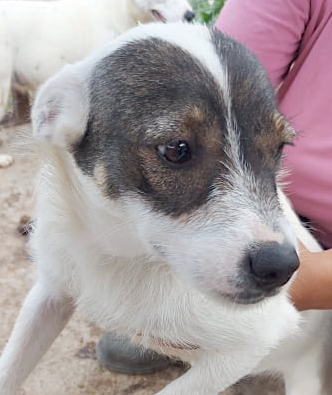 PAULA | Petfinder Tiervermittlung