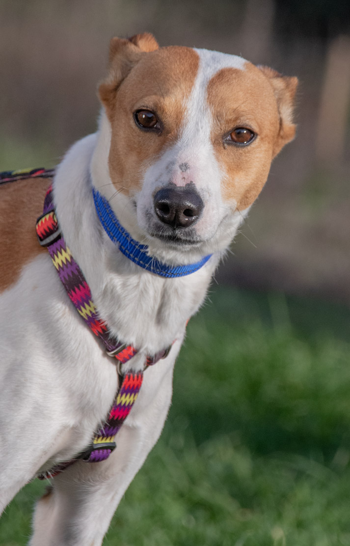 Isodora | Petfinder Tiervermittlung