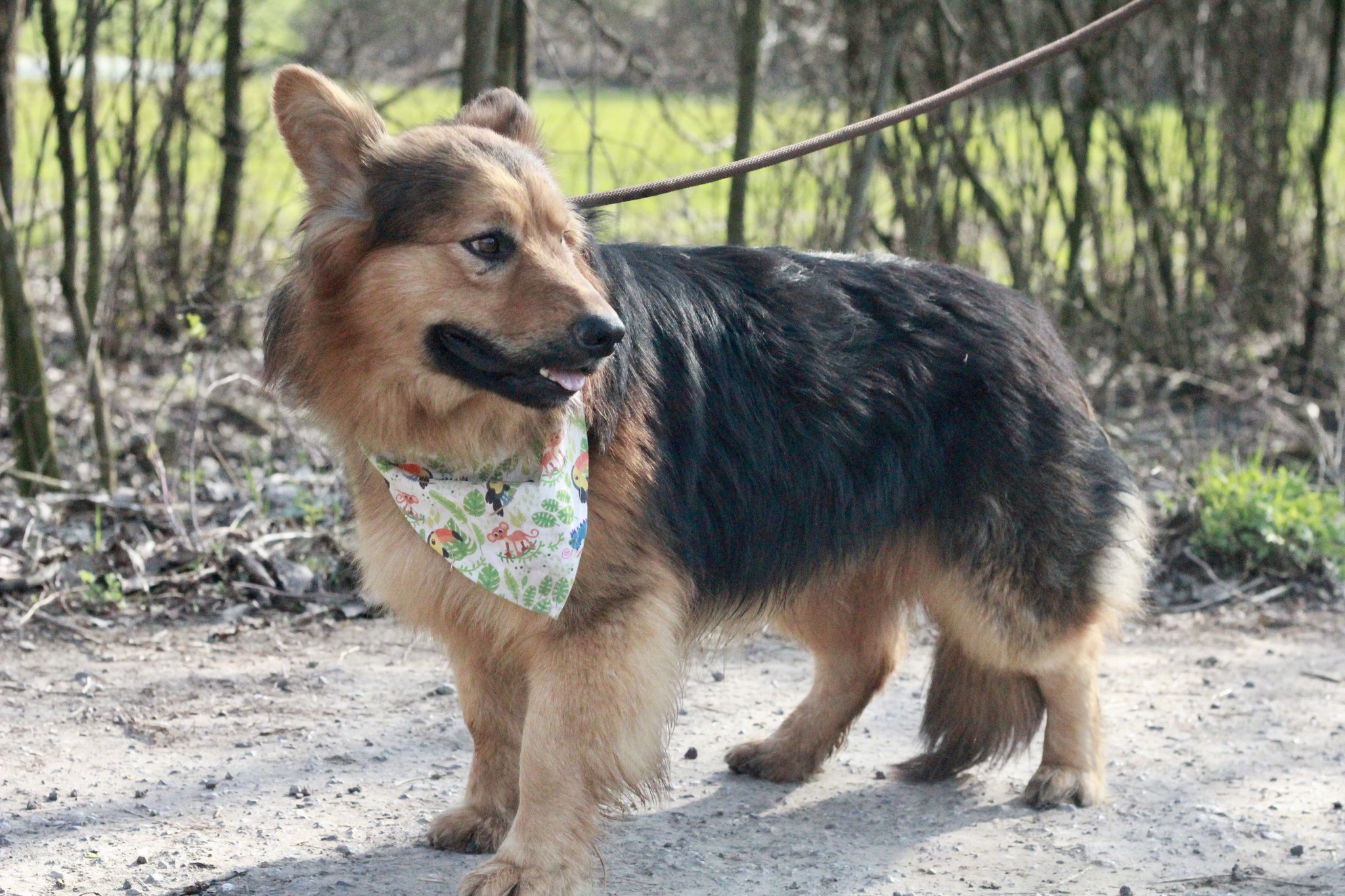 Igor | Petfinder Tiervermittlung