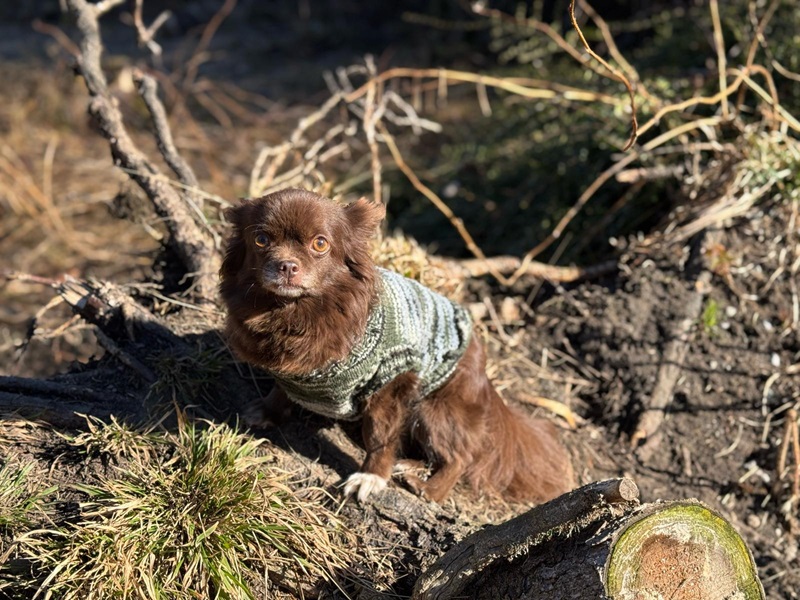 Cleo & Bohne | Petfinder Tiervermittlung