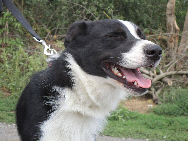 Puntus | Petfinder Tiervermittlung