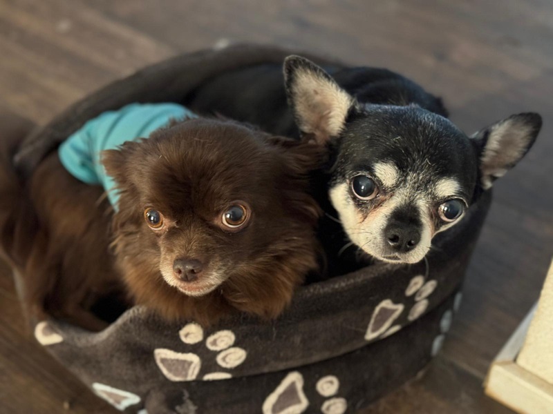 Cleo & Bohne | Petfinder Tiervermittlung