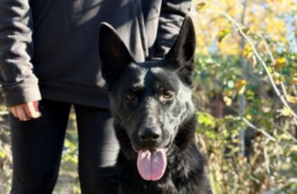 Elza-5 | Petfinder Tiervermittlung