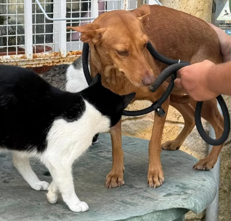 Estrella | Petfinder Tiervermittlung