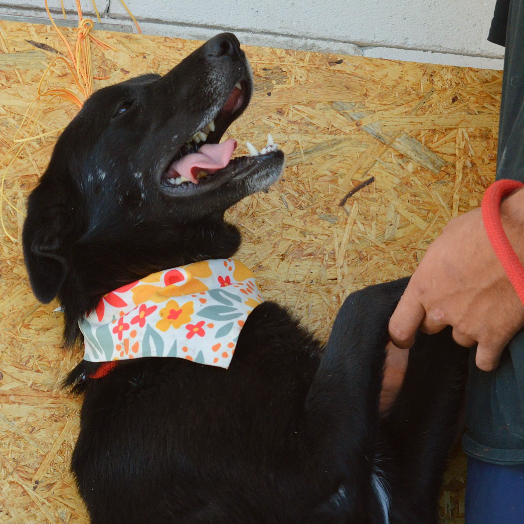 Julia | Petfinder Tiervermittlung