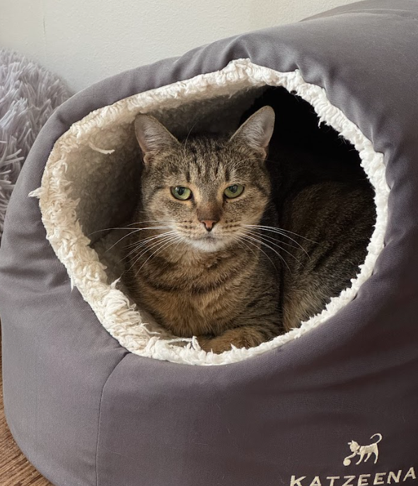 MIAK | Petfinder Tiervermittlung