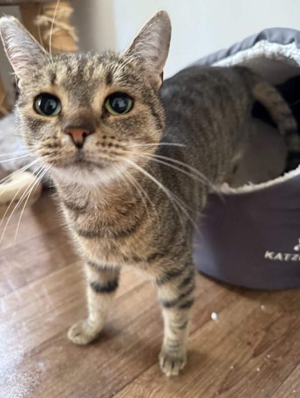 MIAK | Petfinder Tiervermittlung