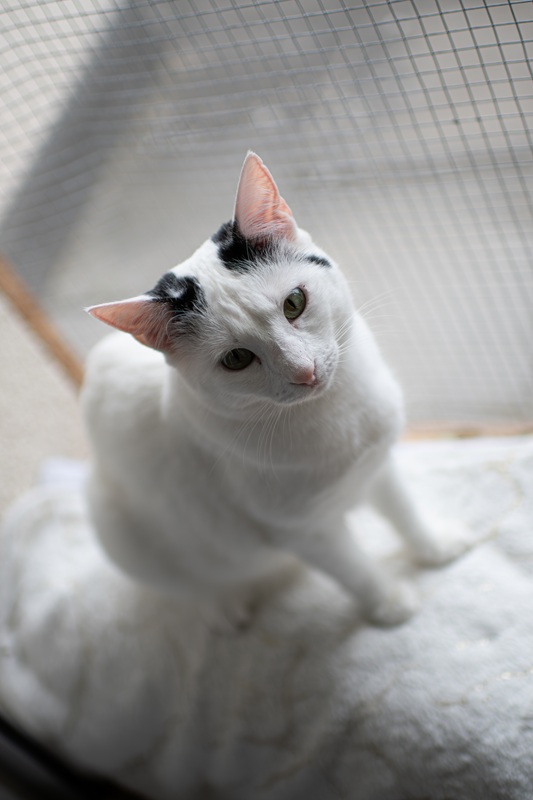 Snow & Minnie | Petfinder Tiervermittlung
