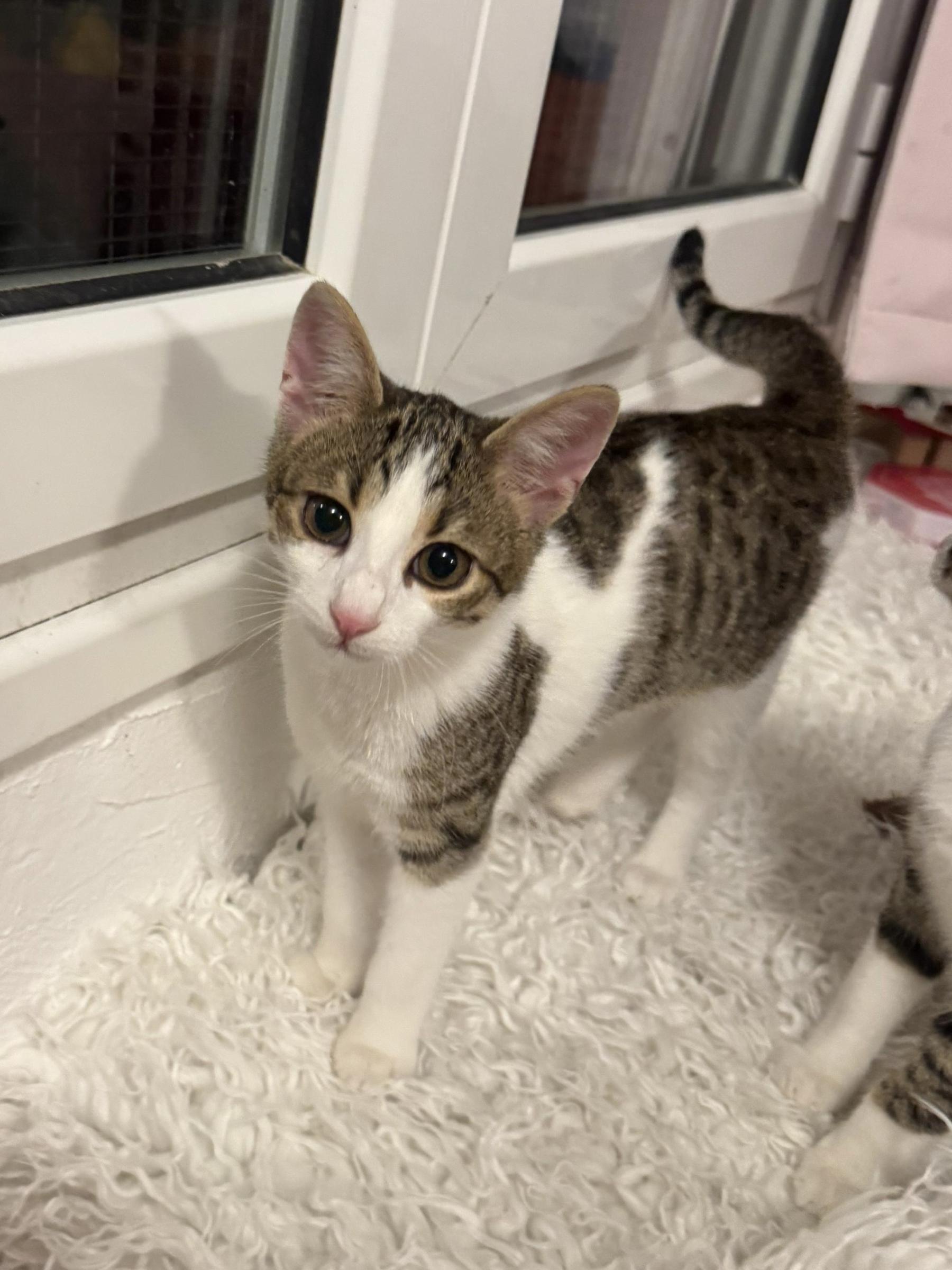 Linus | Petfinder Tiervermittlung