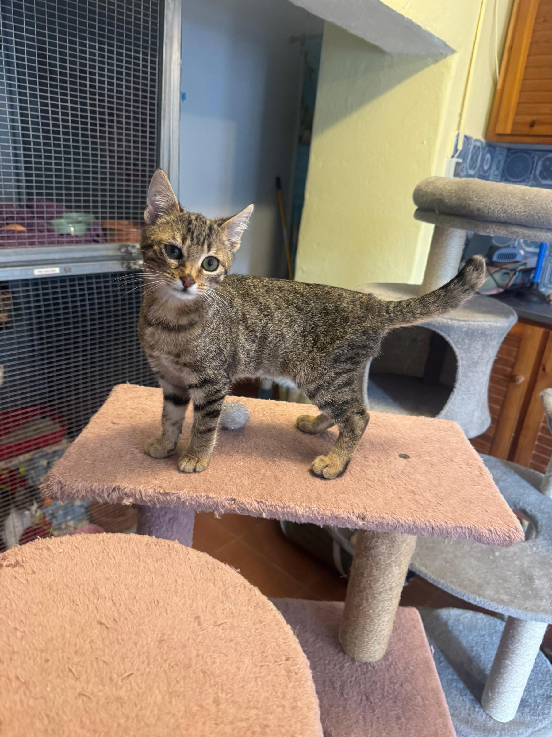 Geico | Petfinder Tiervermittlung