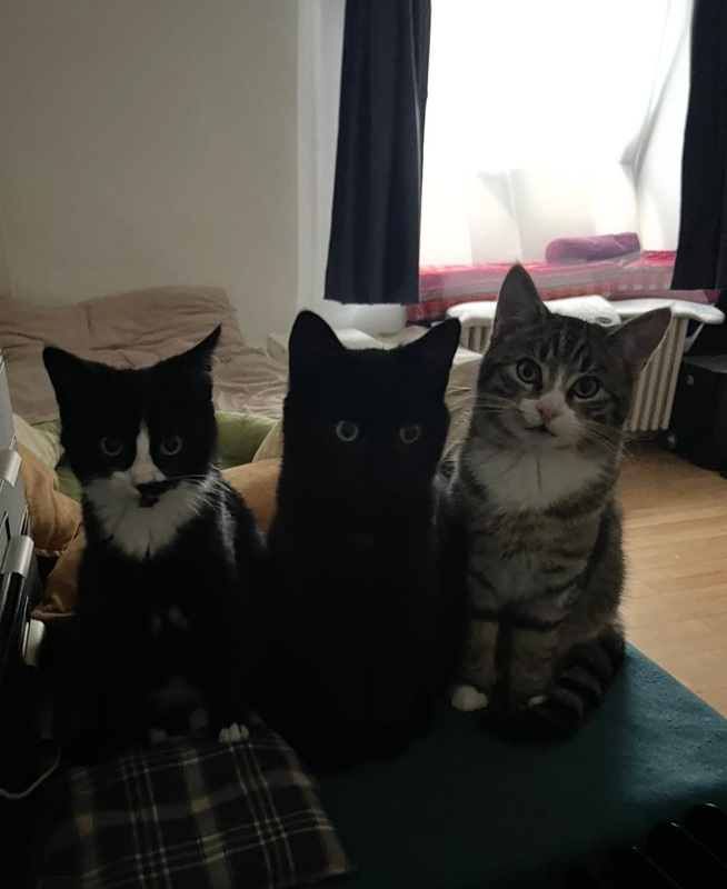 Kitten | Petfinder Tiervermittlung