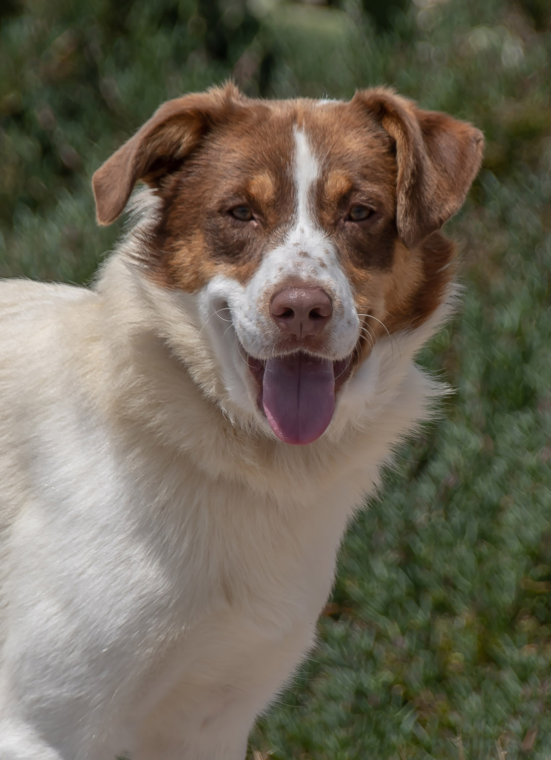 Rupert | Petfinder Tiervermittlung