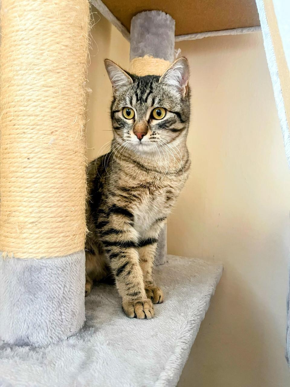 Meme | Petfinder Tiervermittlung