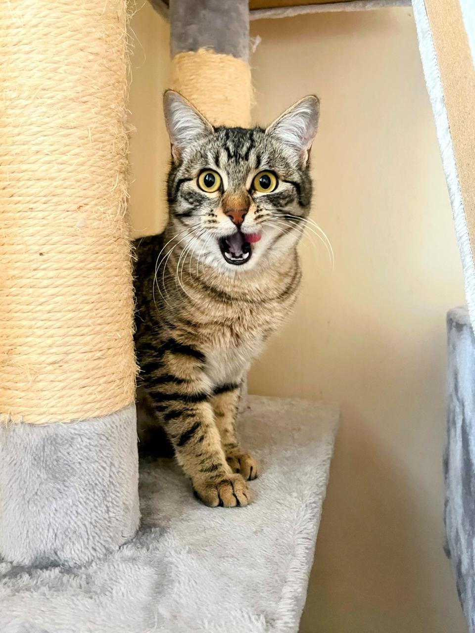 Meme | Petfinder Tiervermittlung