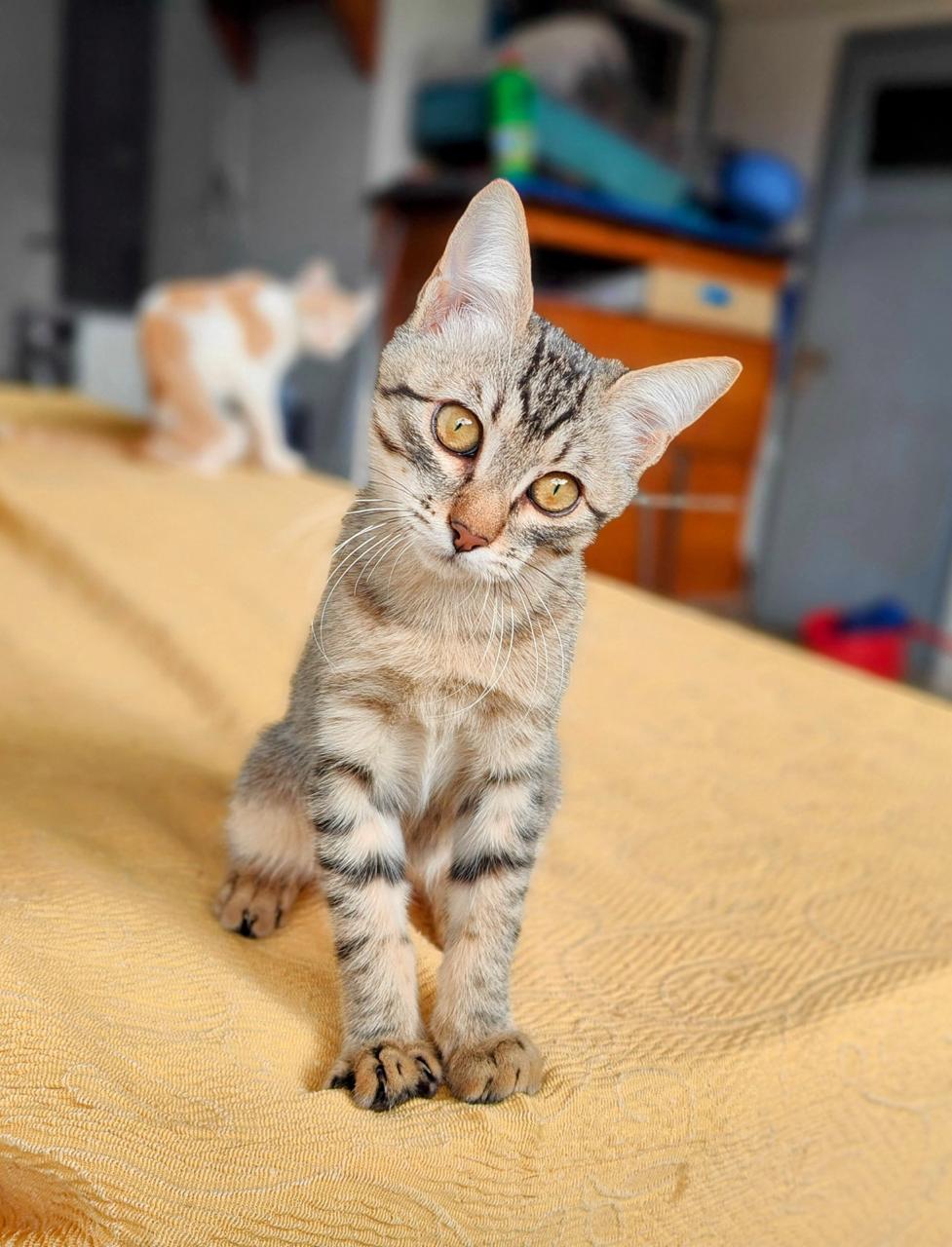 Meme | Petfinder Tiervermittlung