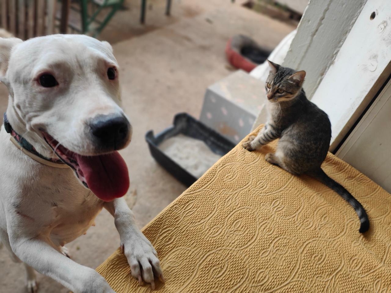 Meme | Petfinder Tiervermittlung