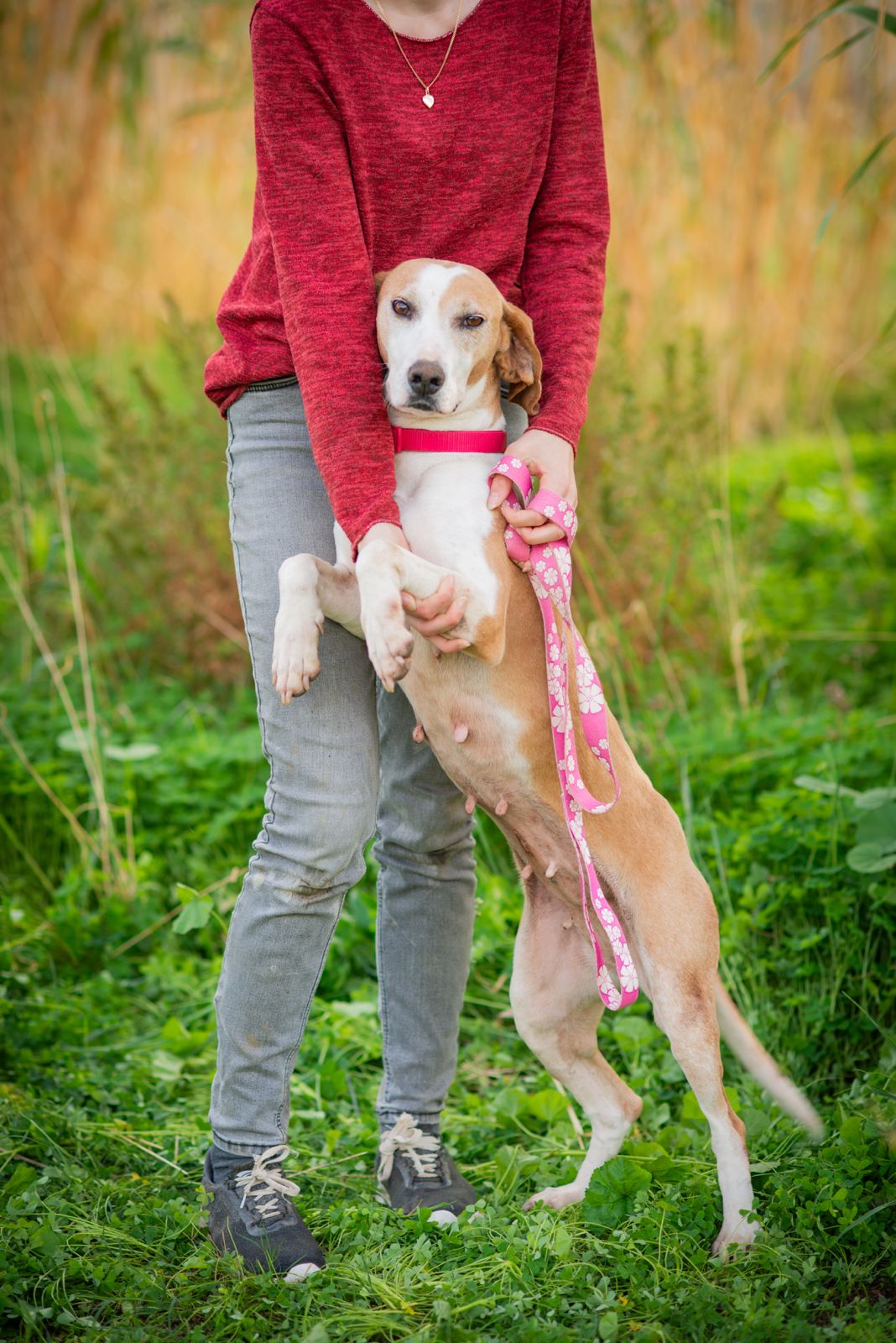 Mina | Petfinder Tiervermittlung