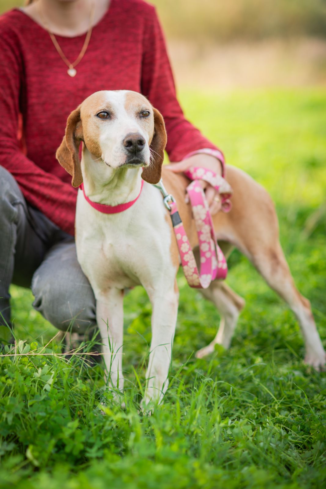 Mina | Petfinder Tiervermittlung