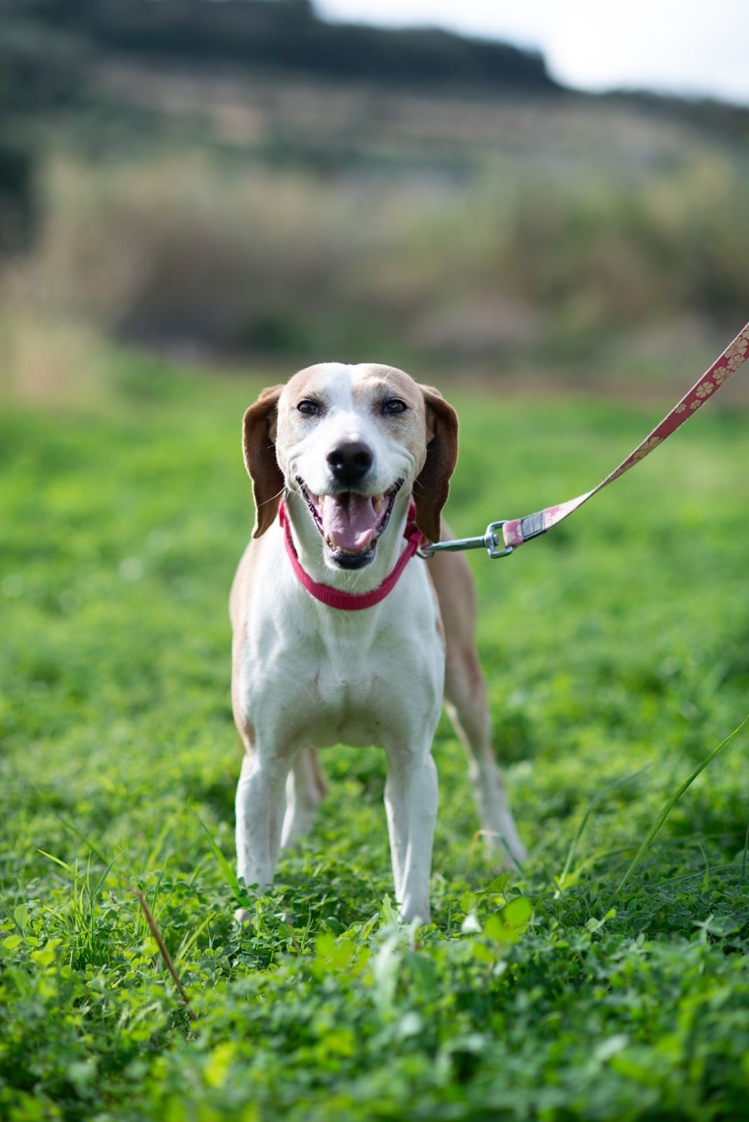 Mina | Petfinder Tiervermittlung