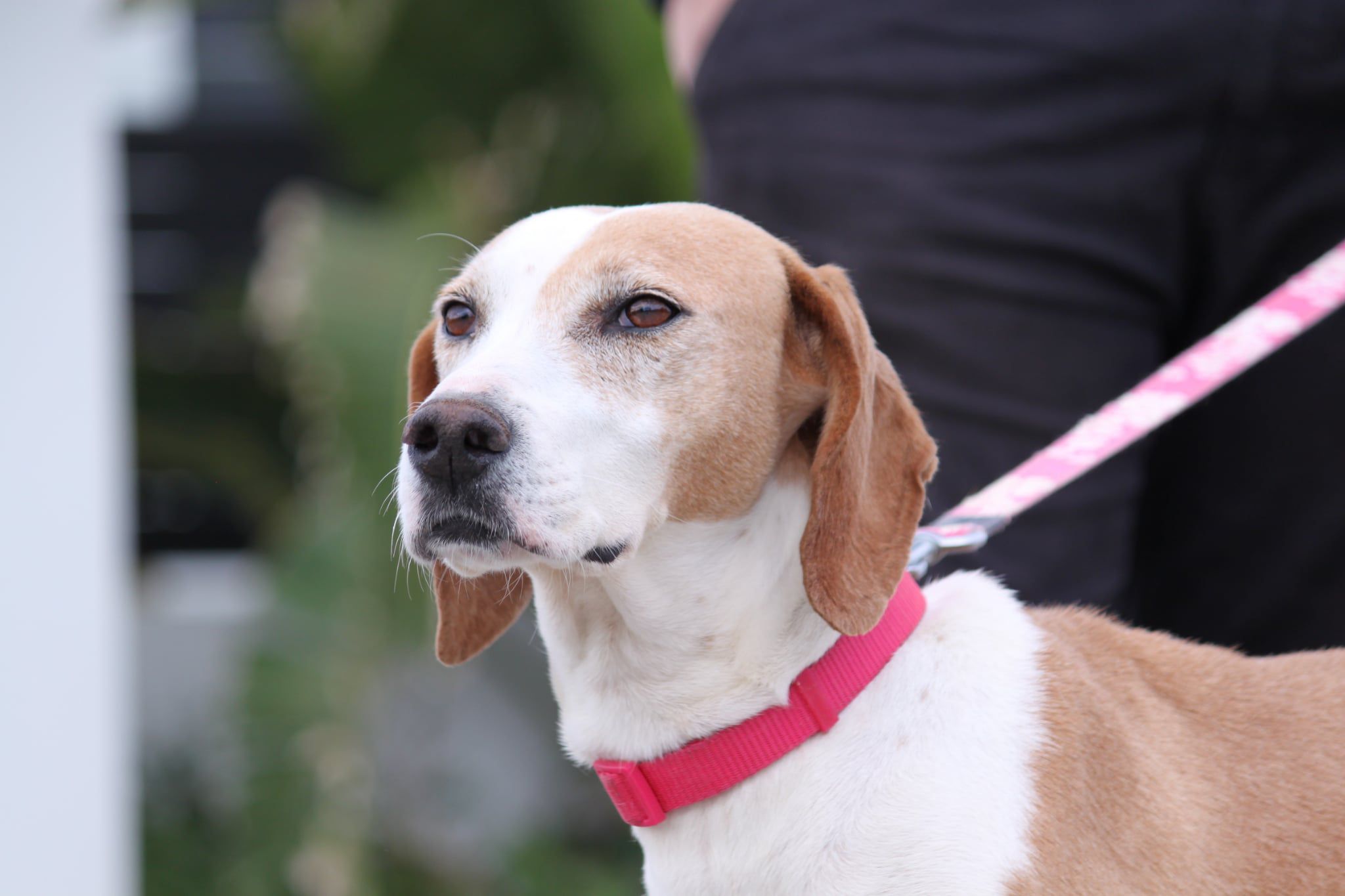 Mina | Petfinder Tiervermittlung