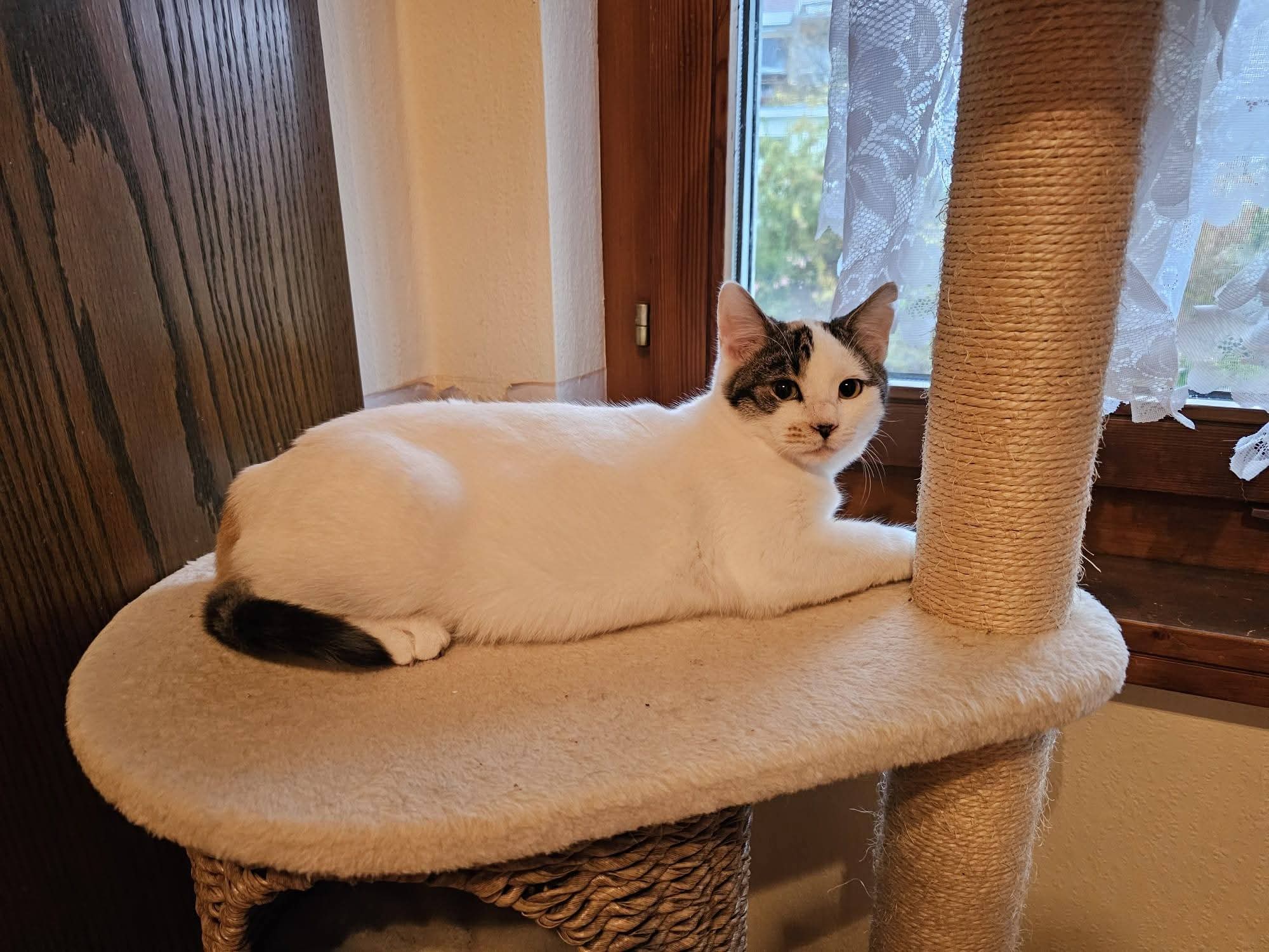 Molly | Petfinder Tiervermittlung