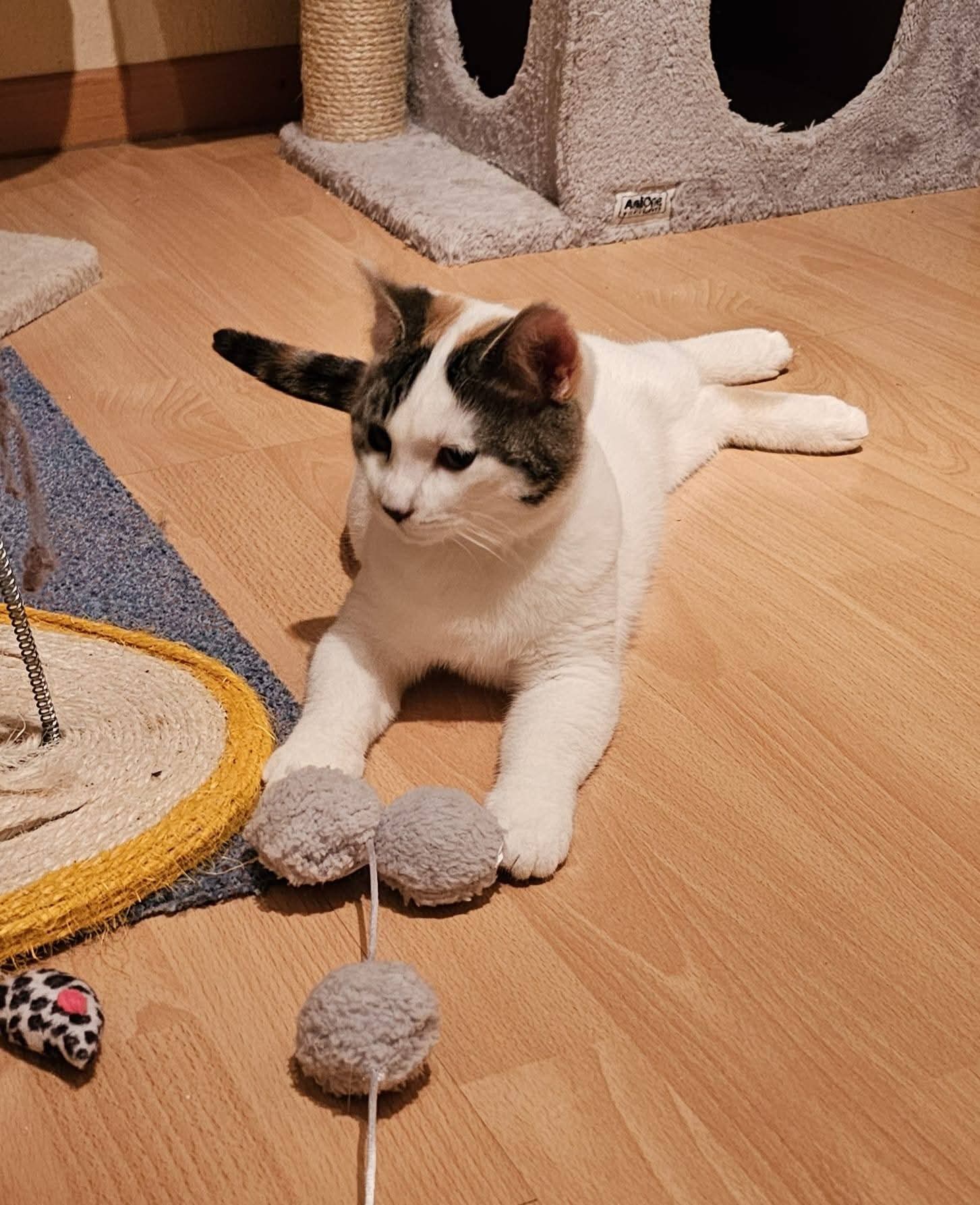 Molly | Petfinder Tiervermittlung