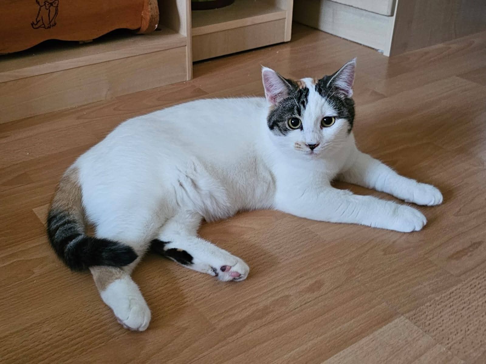 Molly | Petfinder Tiervermittlung