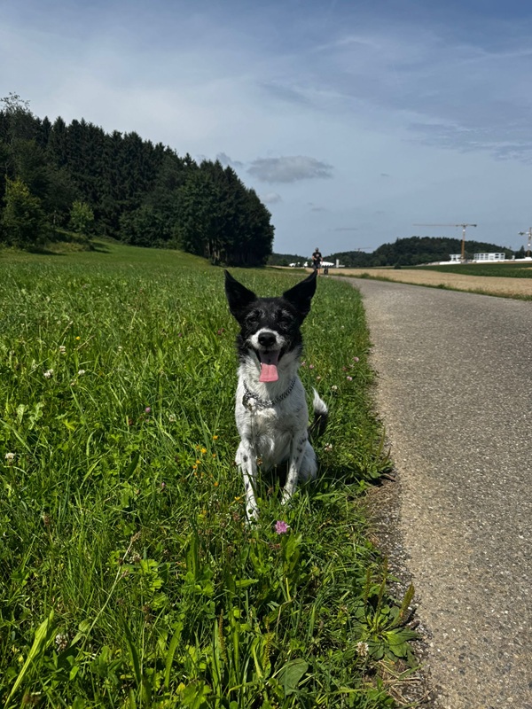 Disy | Petfinder Tiervermittlung