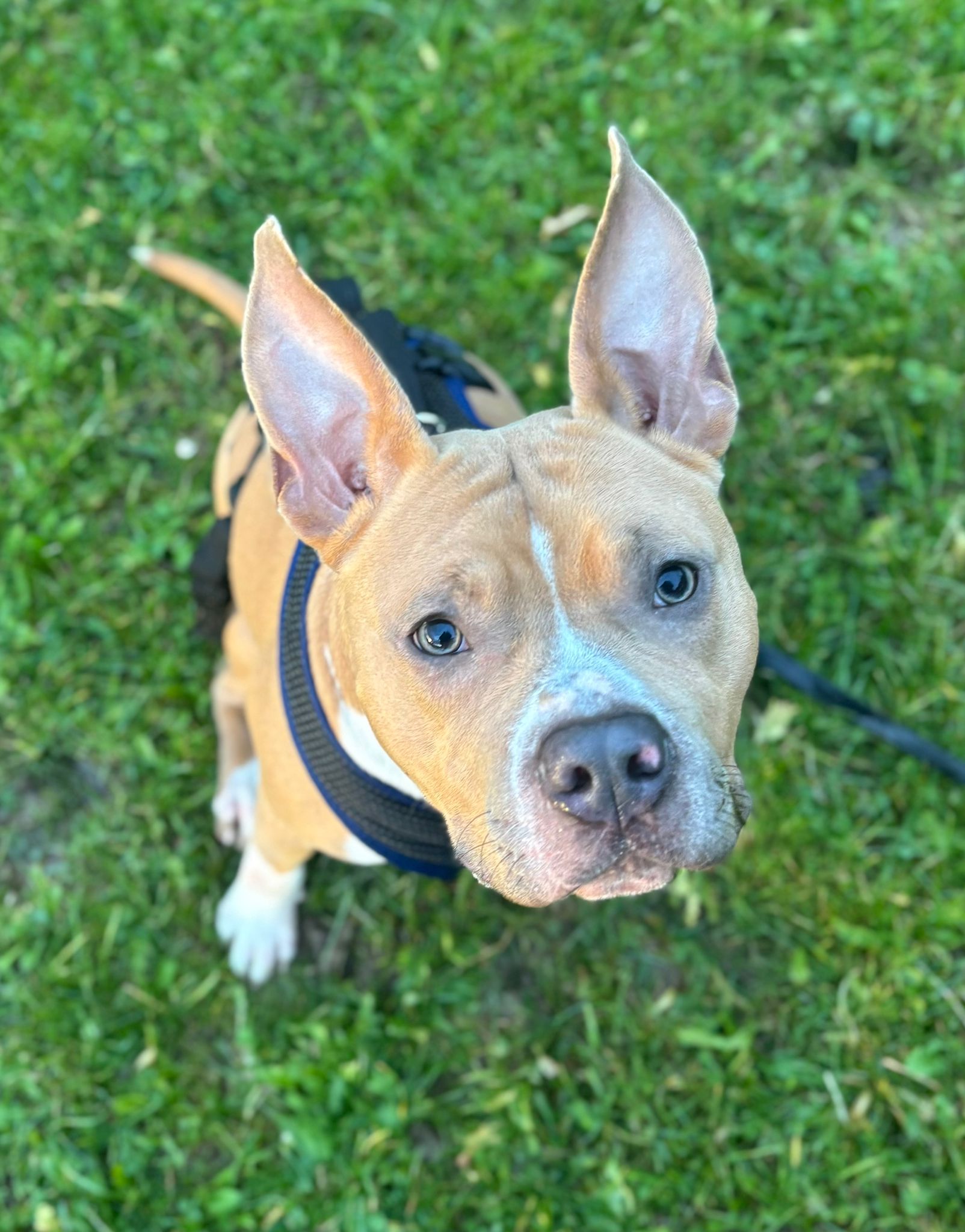 Nacho | Petfinder Tiervermittlung