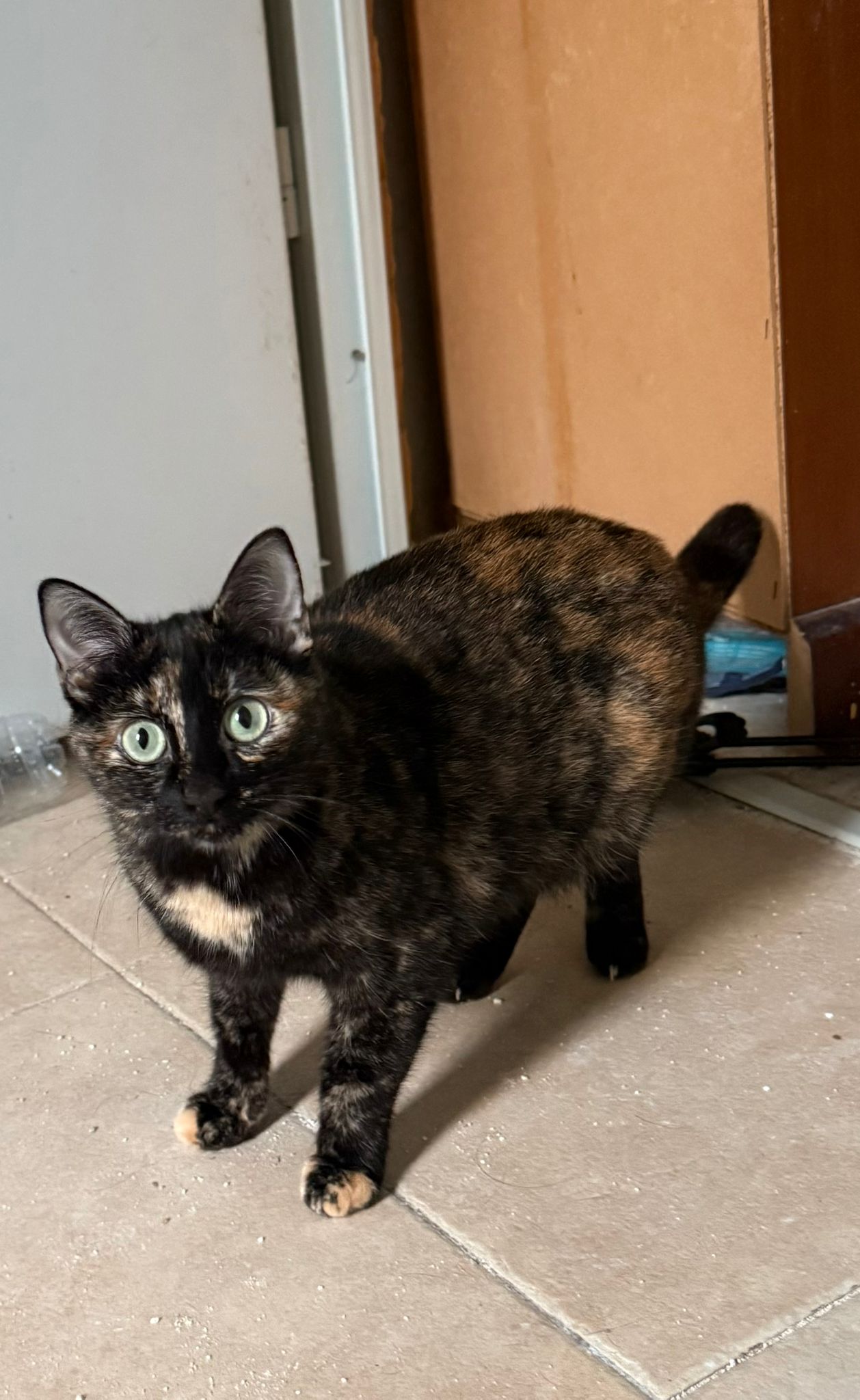 Angie | Petfinder Tiervermittlung