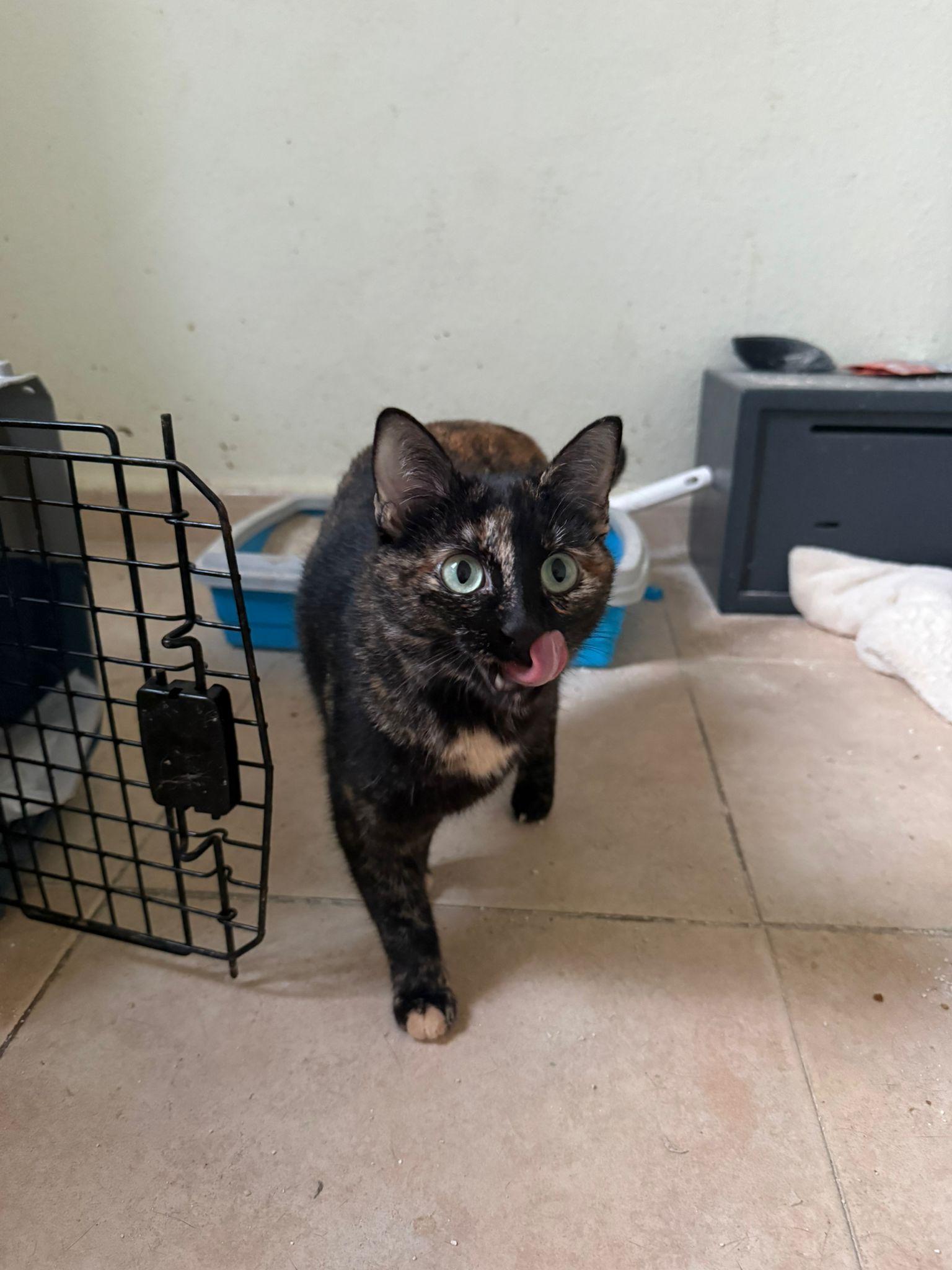 Angie | Petfinder Tiervermittlung