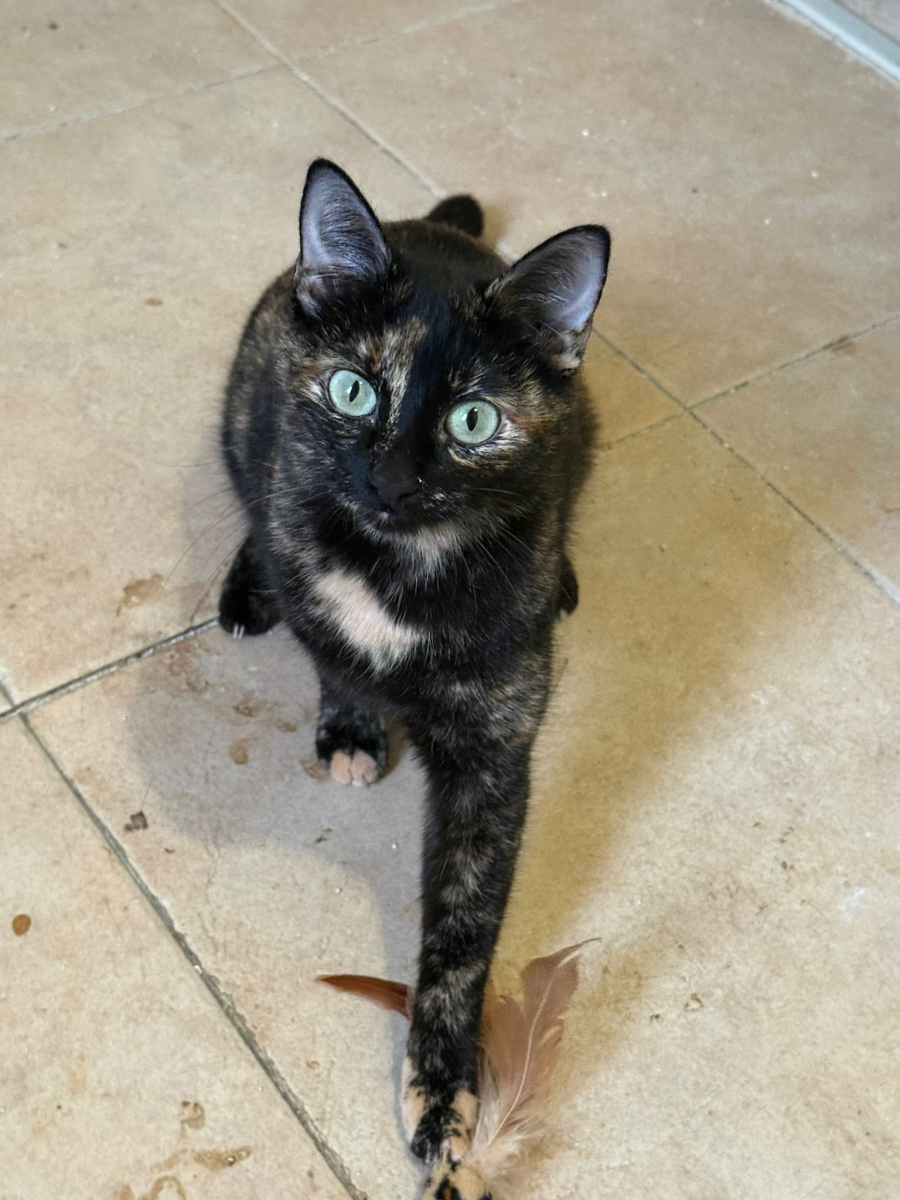 Angie | Petfinder Tiervermittlung