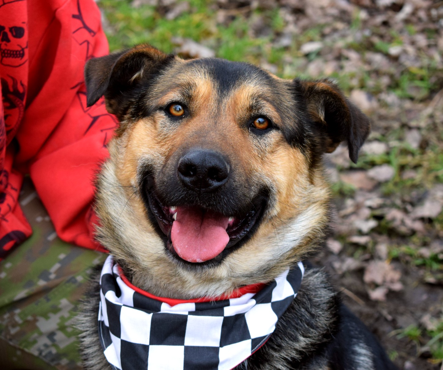 Champus | Petfinder Tiervermittlung