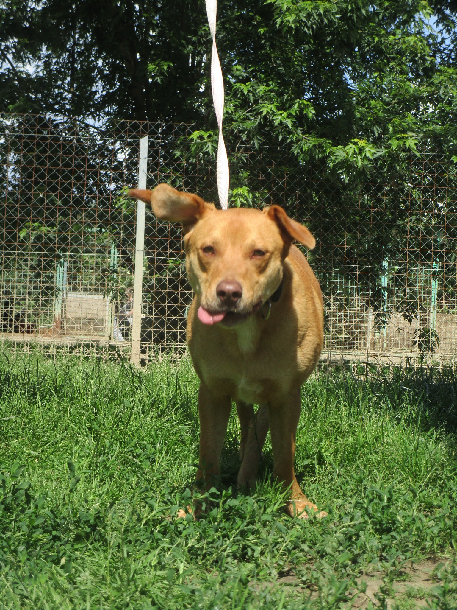 Chase | Petfinder Tiervermittlung