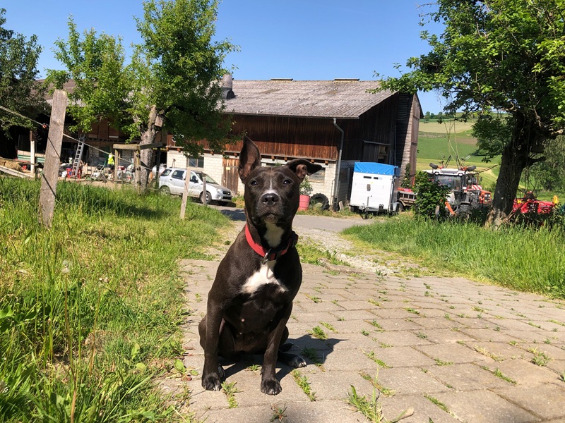 Chili | Petfinder Tiervermittlung