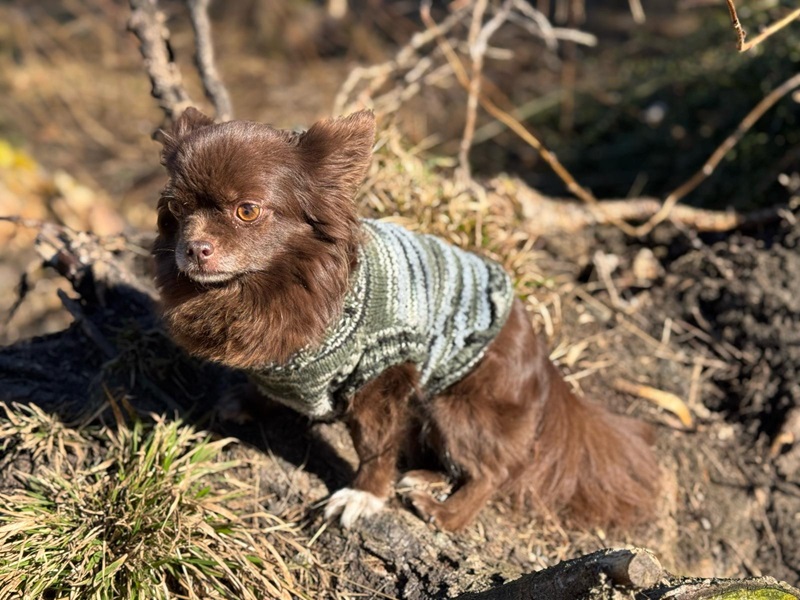 Cleo & Bohne | Petfinder Tiervermittlung