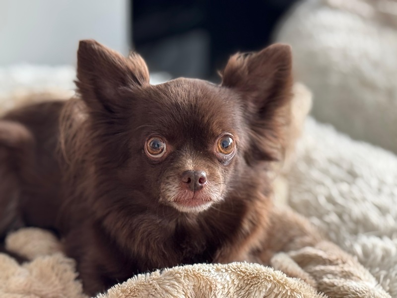 Cleo & Bohne | Petfinder Tiervermittlung