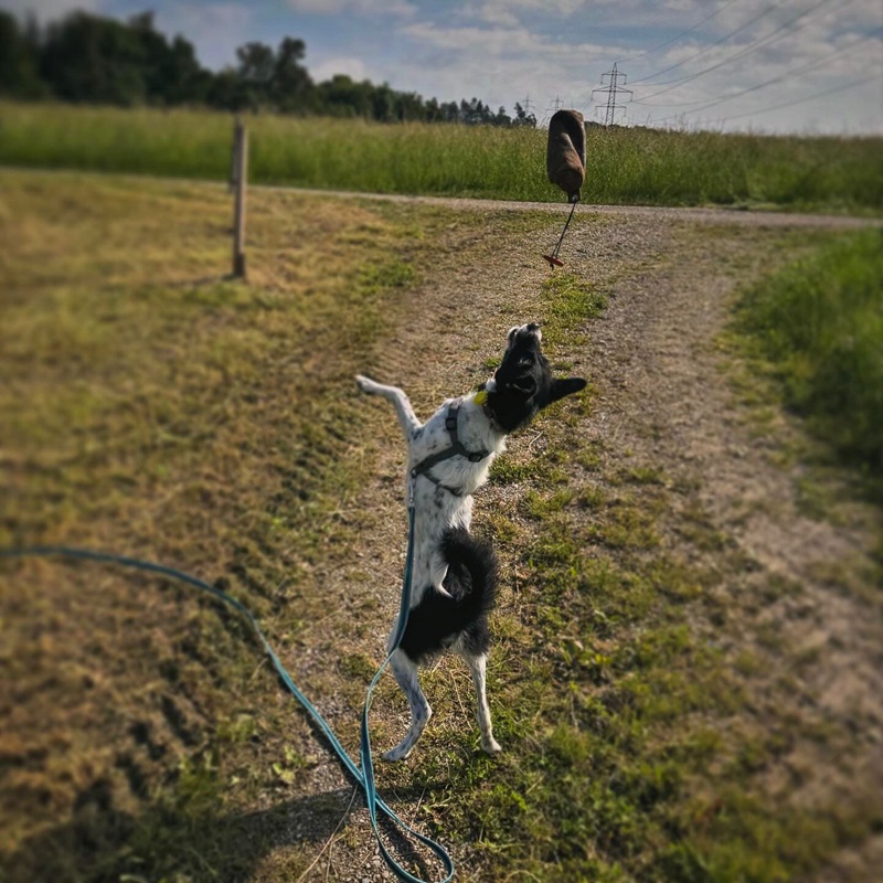 Disy | Petfinder Tiervermittlung