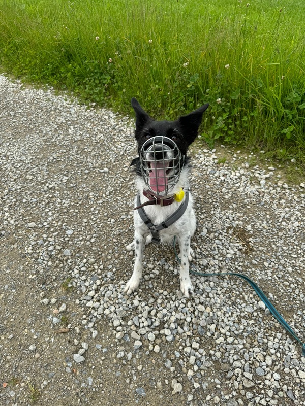 Disy | Petfinder Tiervermittlung