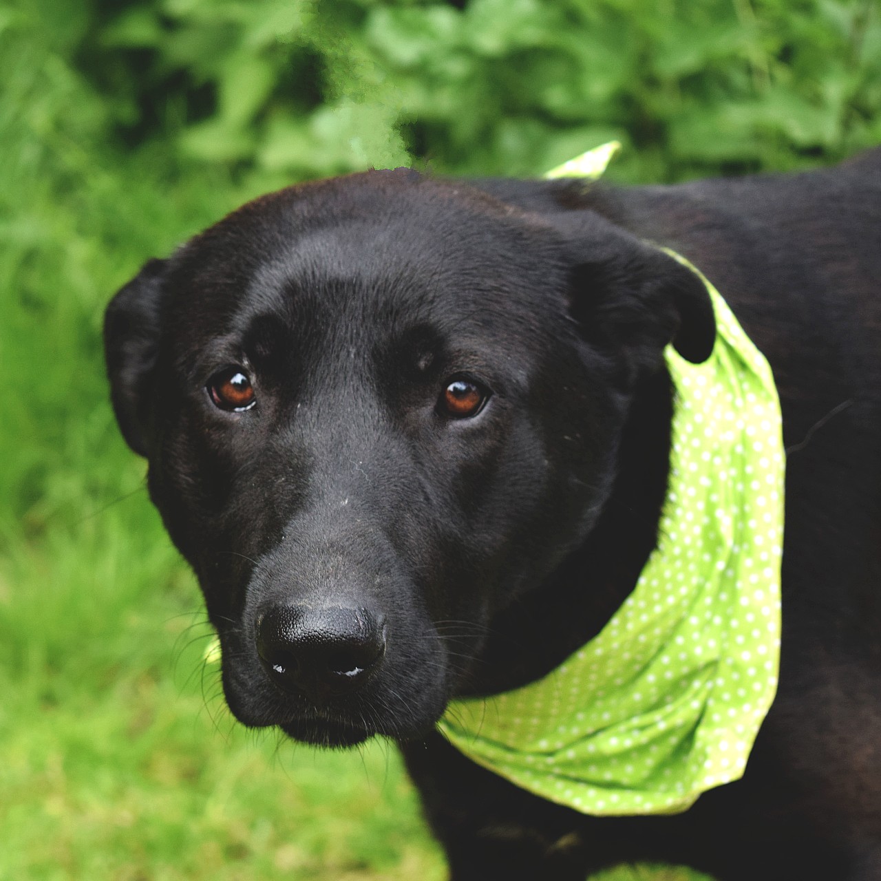 Hector | Petfinder Tiervermittlung