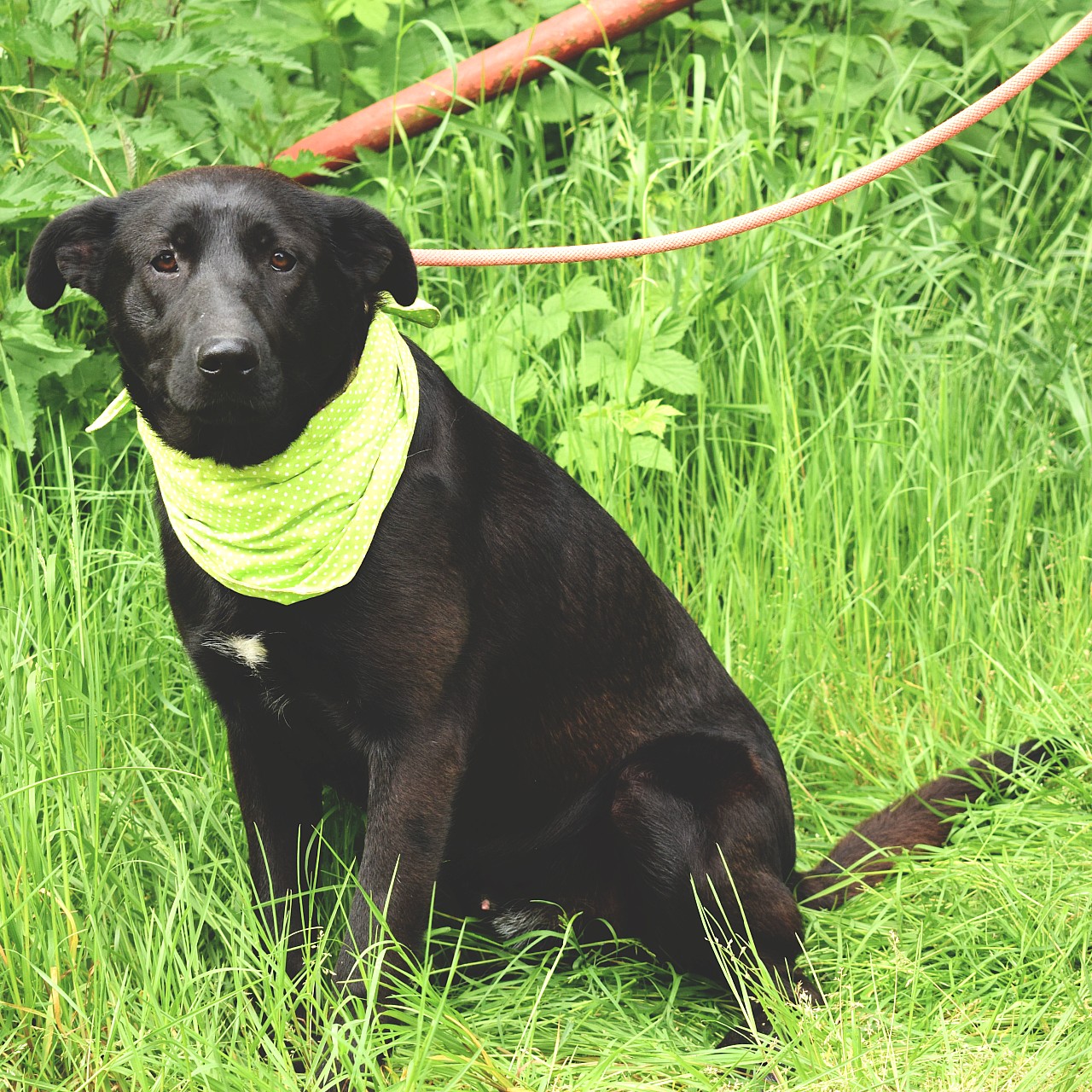 Hector | Petfinder Tiervermittlung