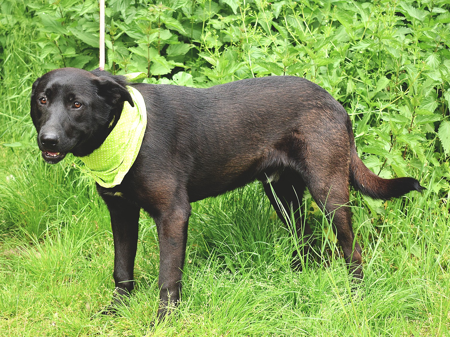 Hector | Petfinder Tiervermittlung