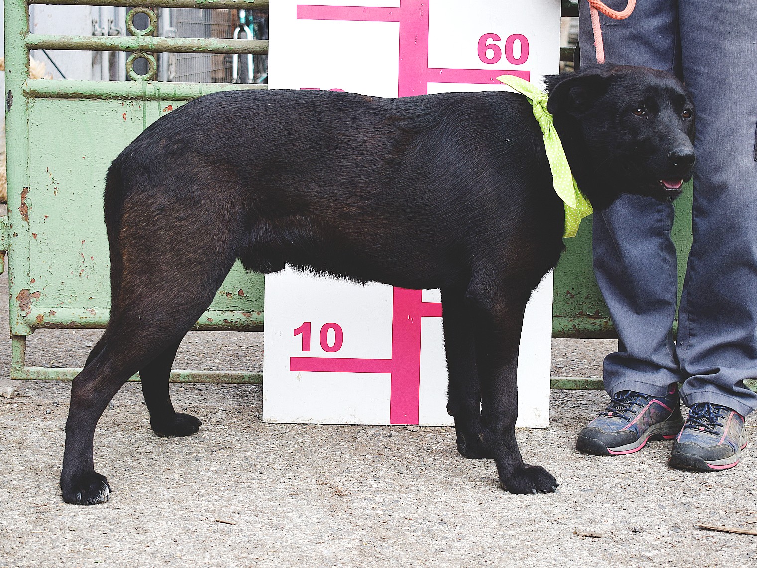 Hector | Petfinder Tiervermittlung