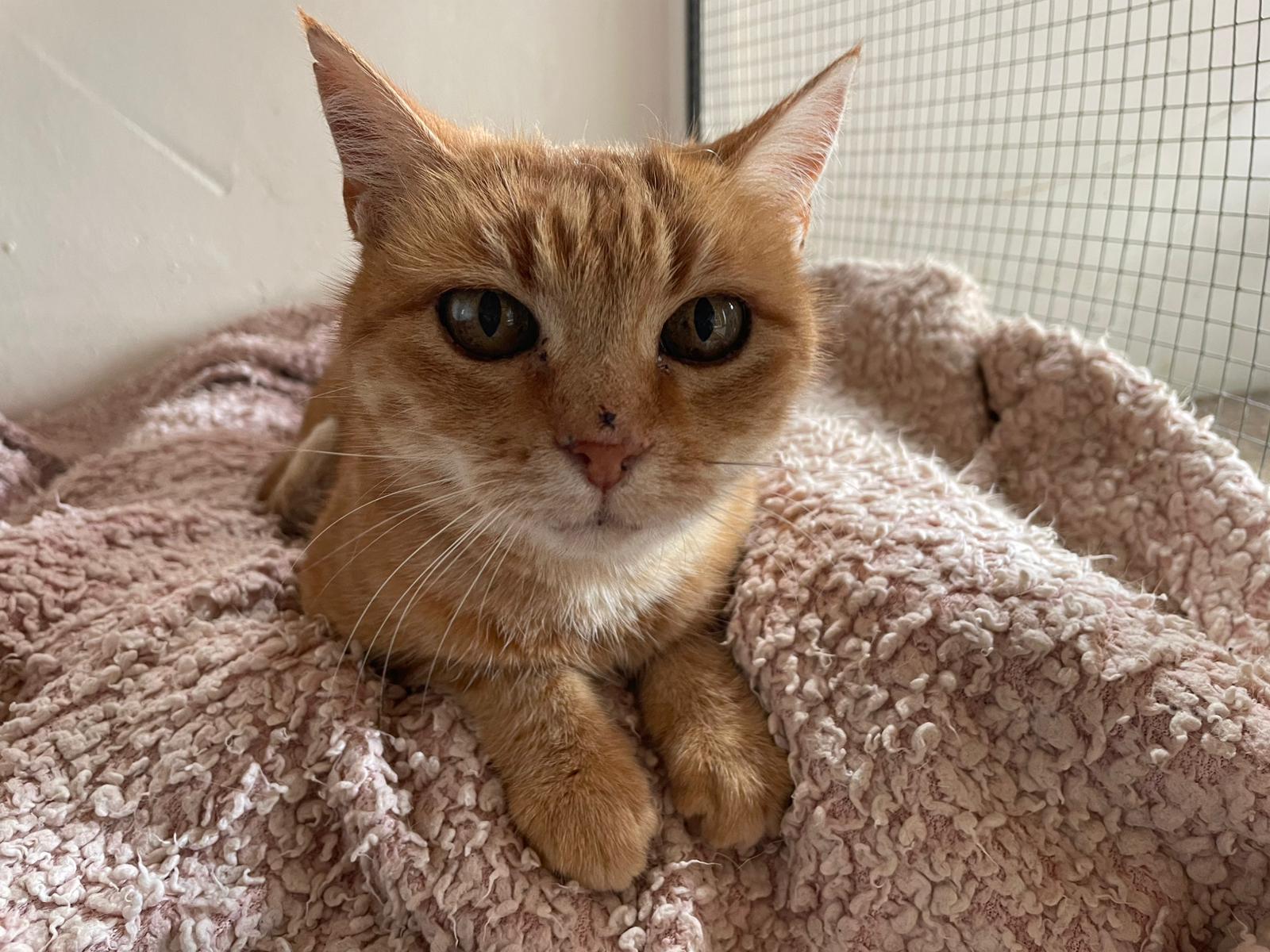 Molly | Petfinder Tiervermittlung