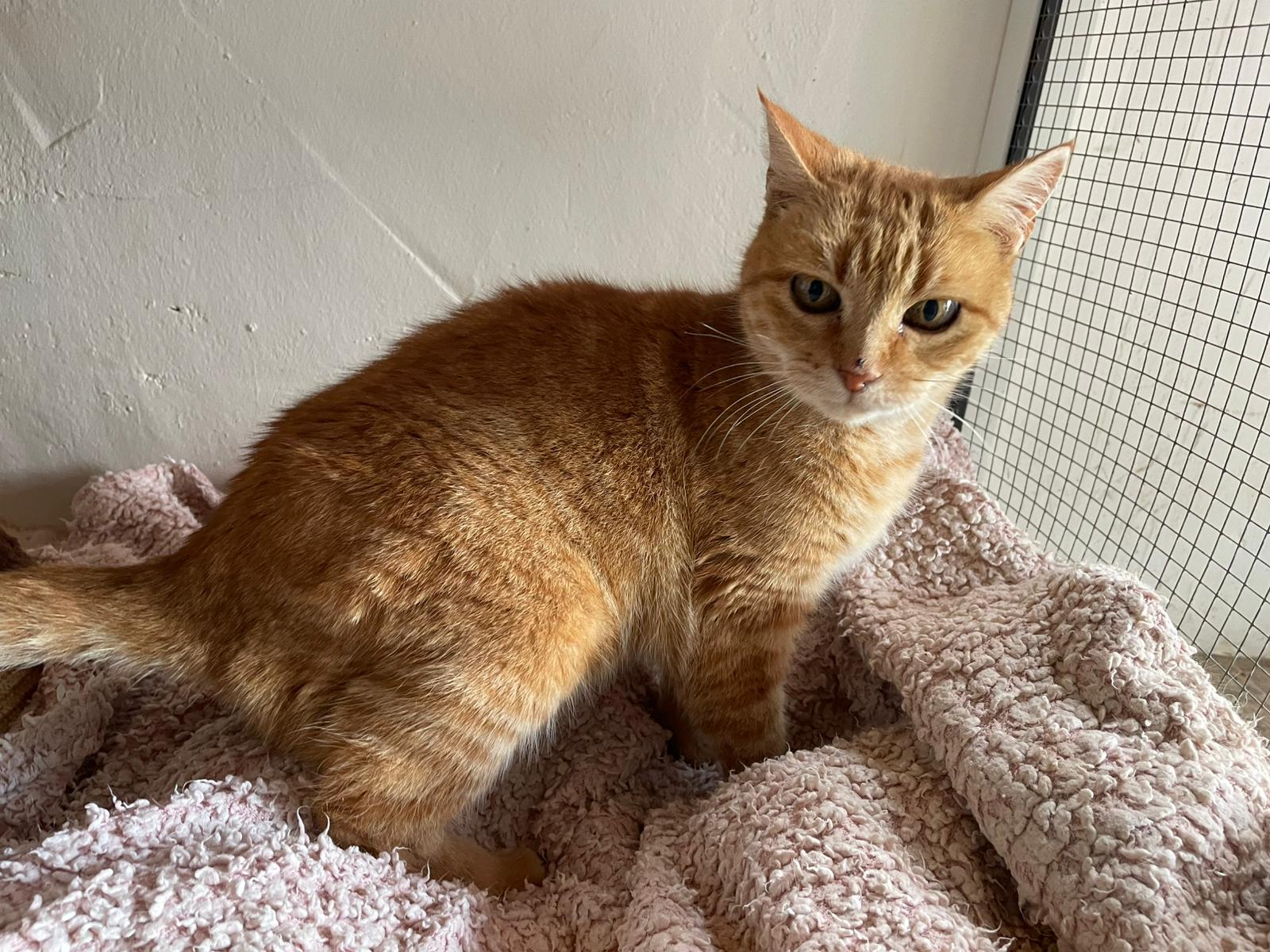 Molly | Petfinder Tiervermittlung