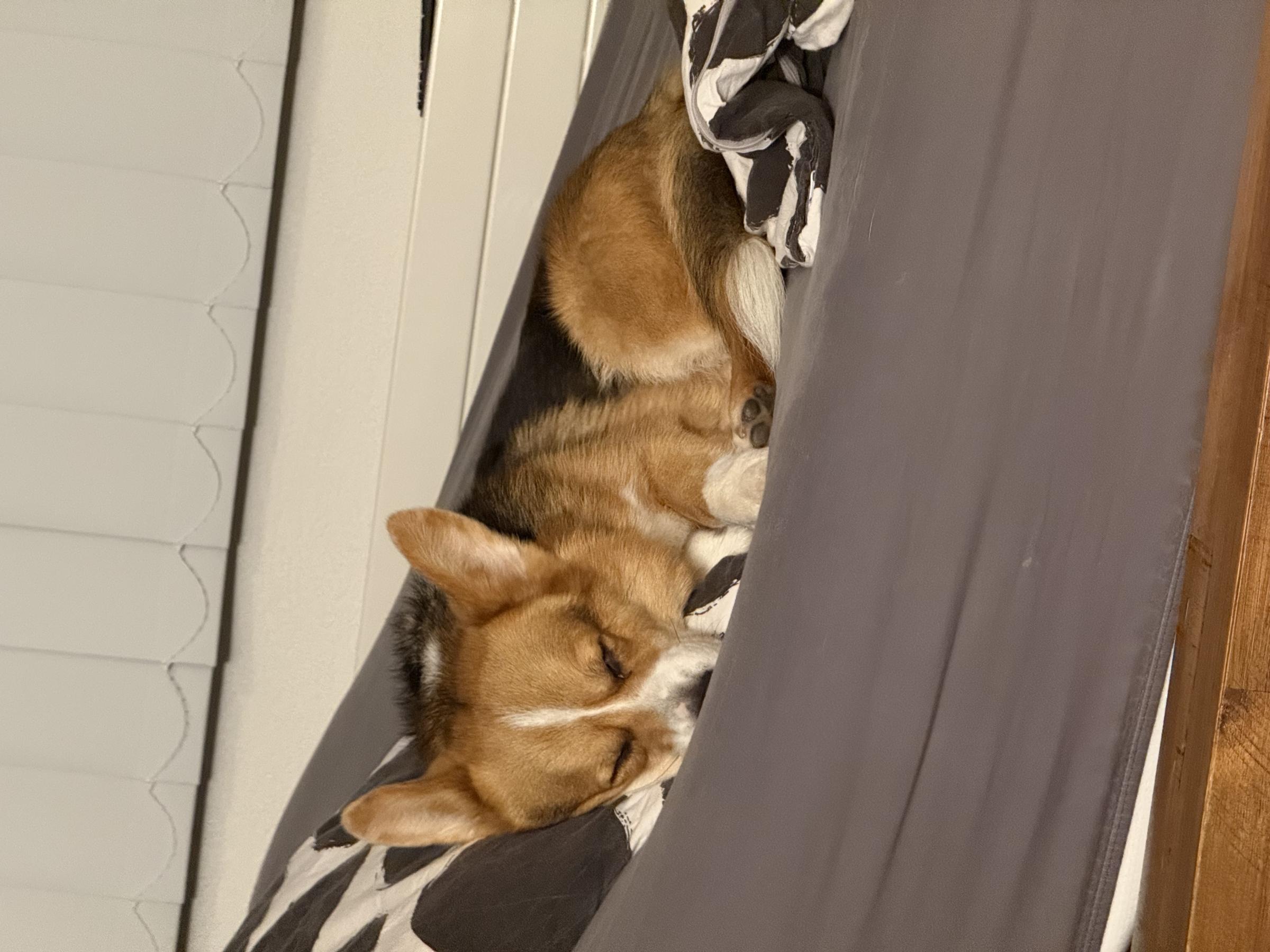 Winston | Petfinder Tiervermittlung