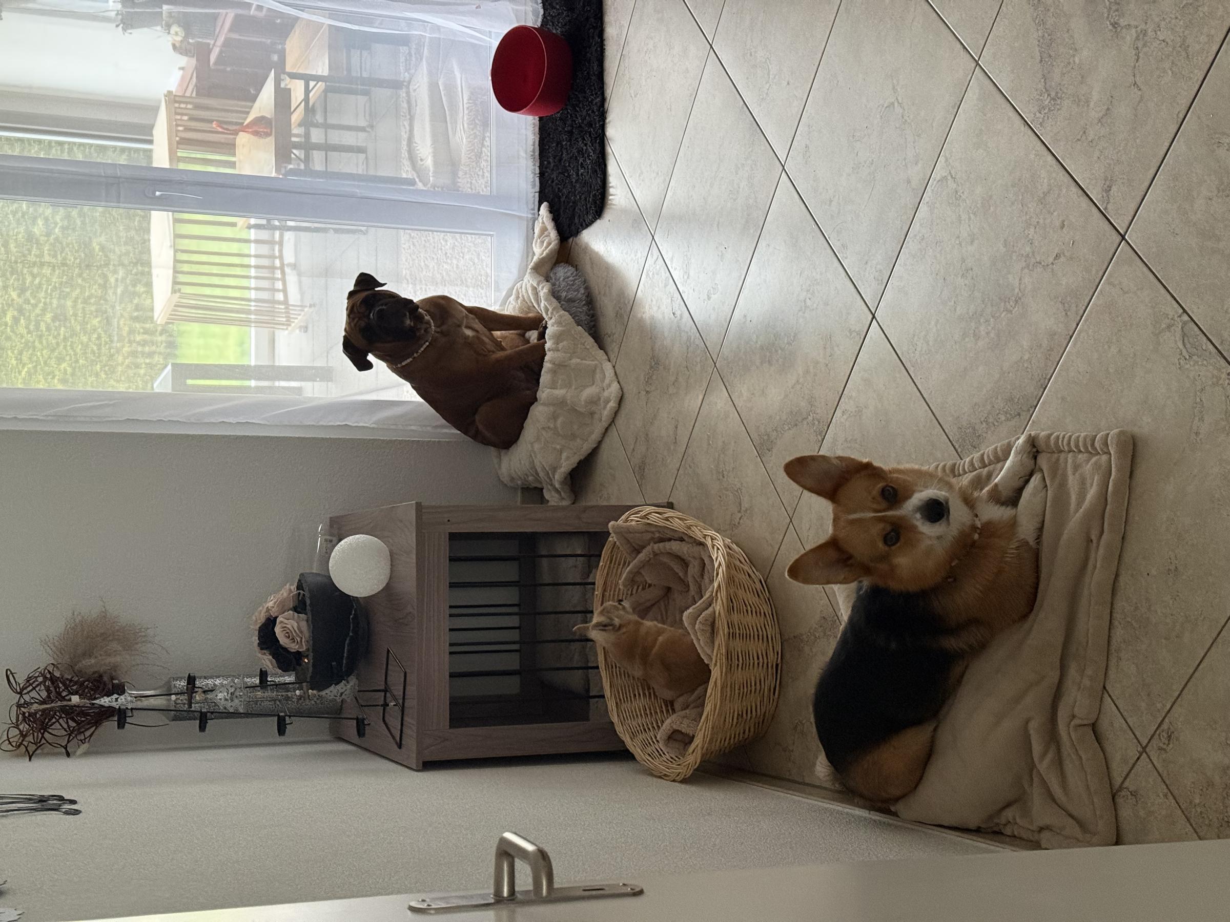 Winston | Petfinder Tiervermittlung