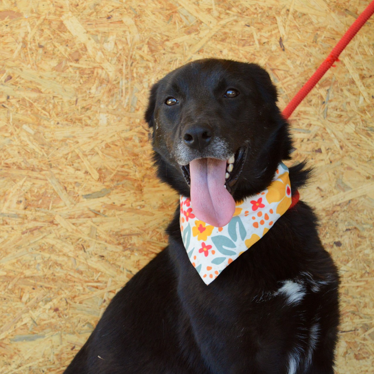 Julia | Petfinder Tiervermittlung