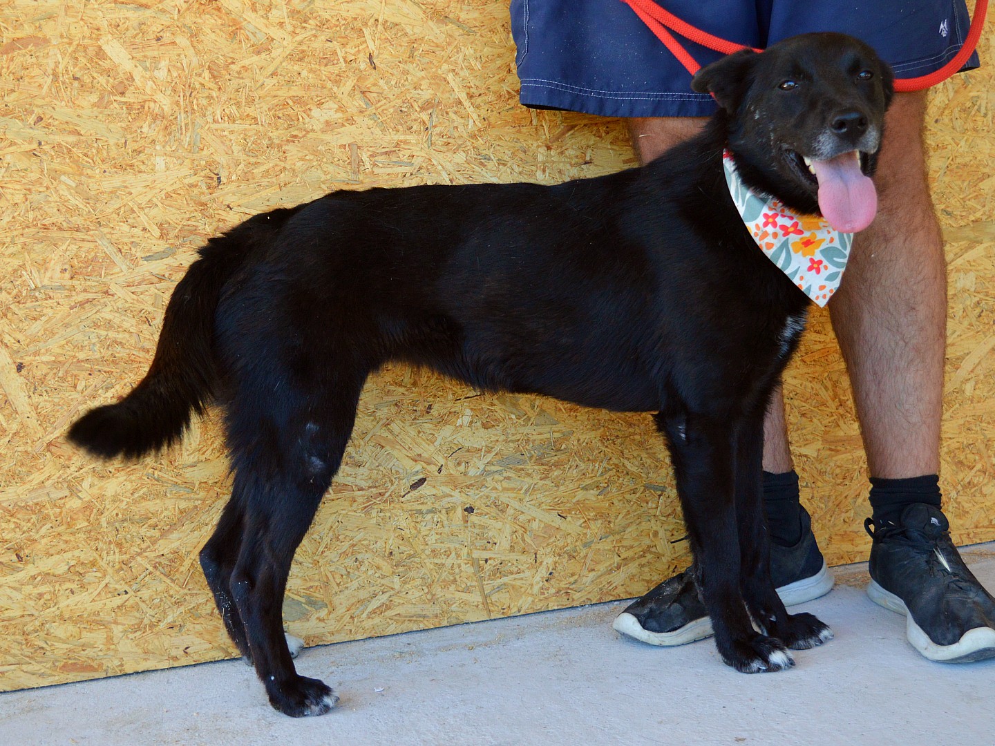 Julia | Petfinder Tiervermittlung