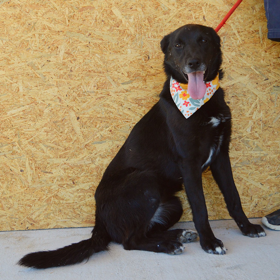 Julia | Petfinder Tiervermittlung